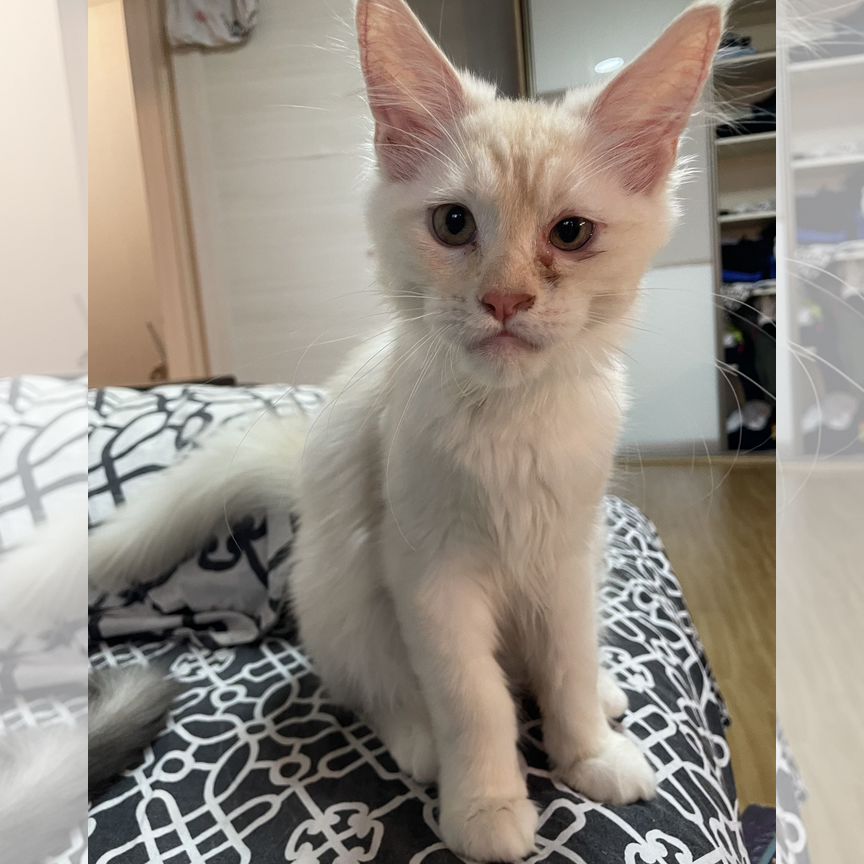 Мейн-кун котёнок