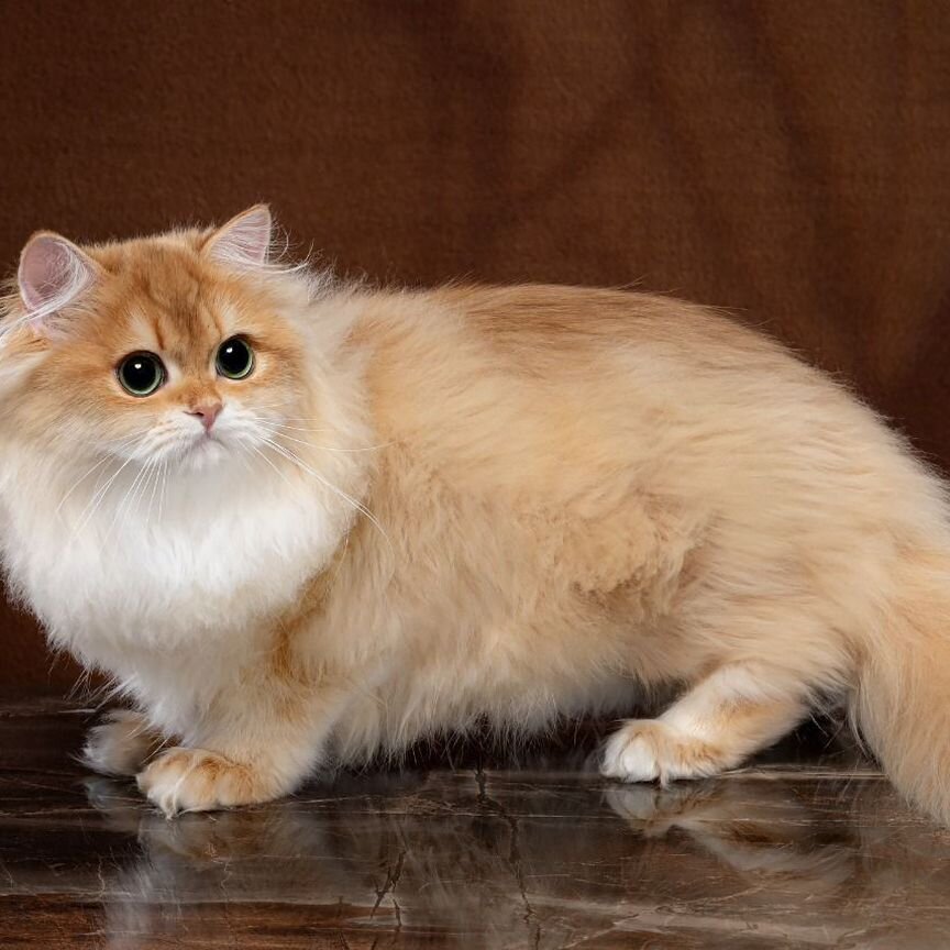 Британская золотая шиншилла