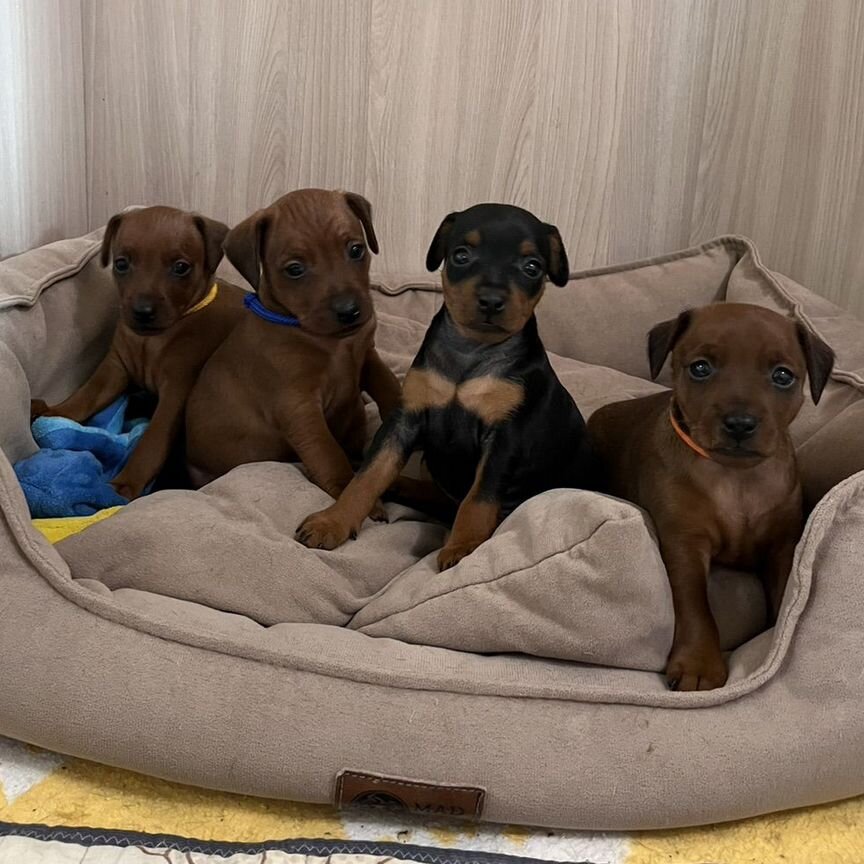 Цвергпинчер, щенок