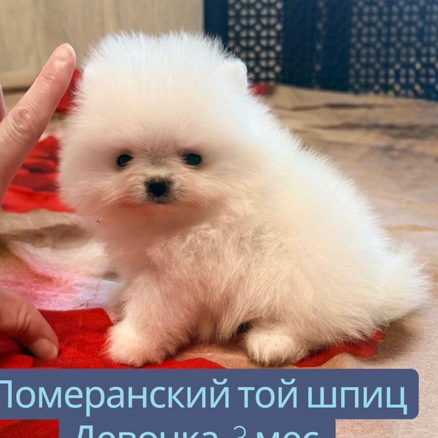 Померанский шпиц, щенок
