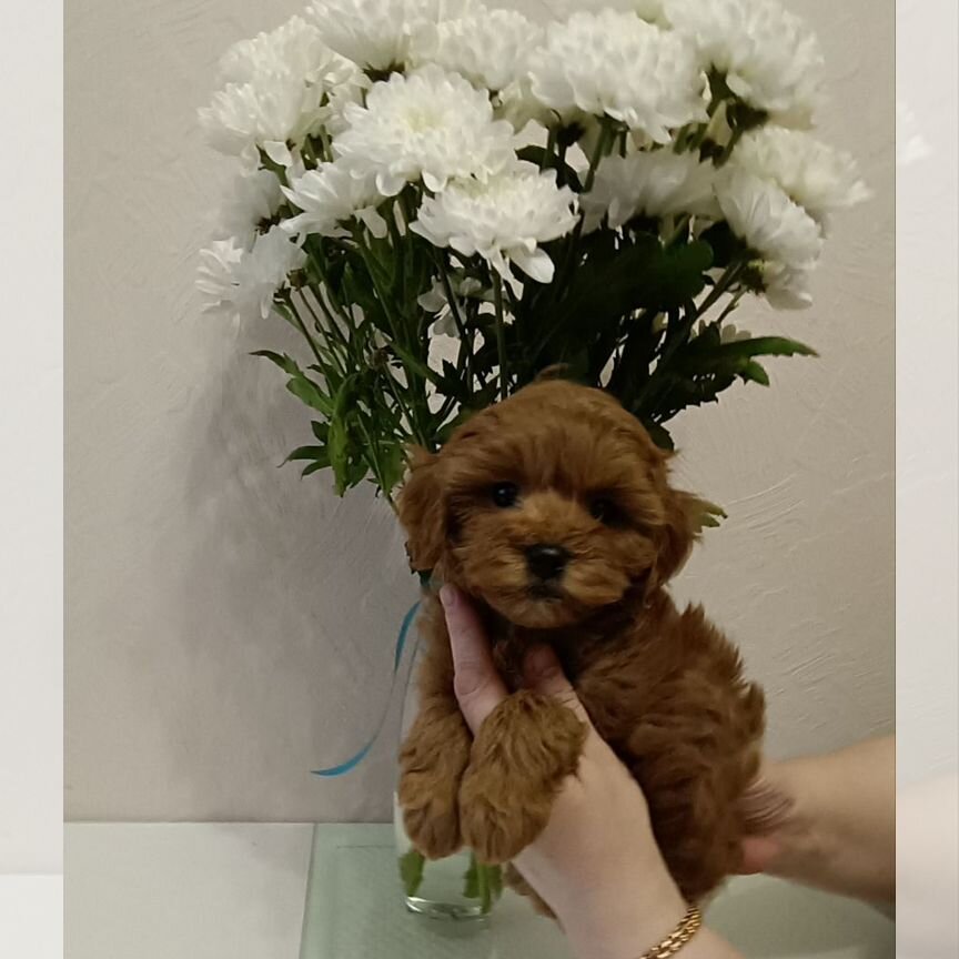 Мальтипу, щенок