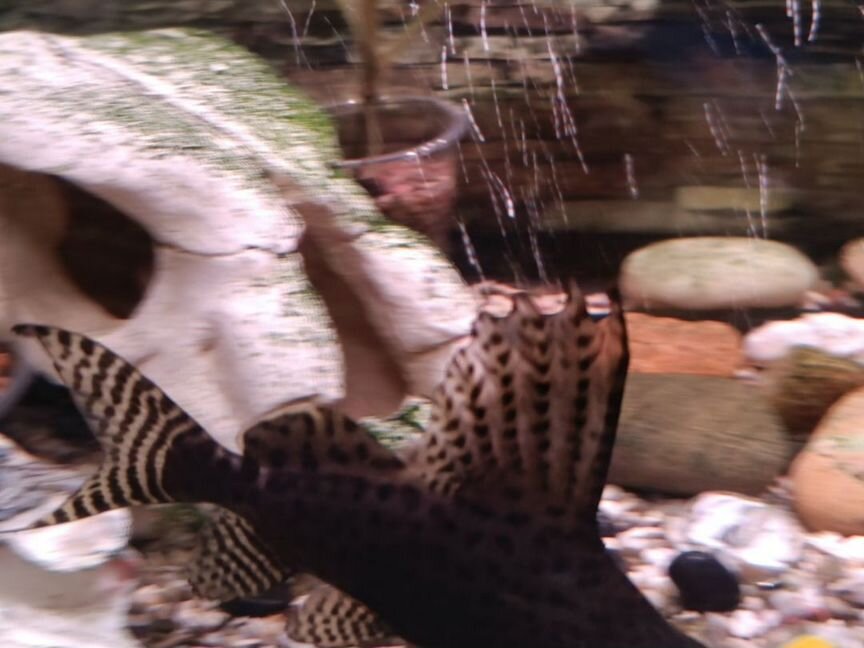 Сом синодонтис