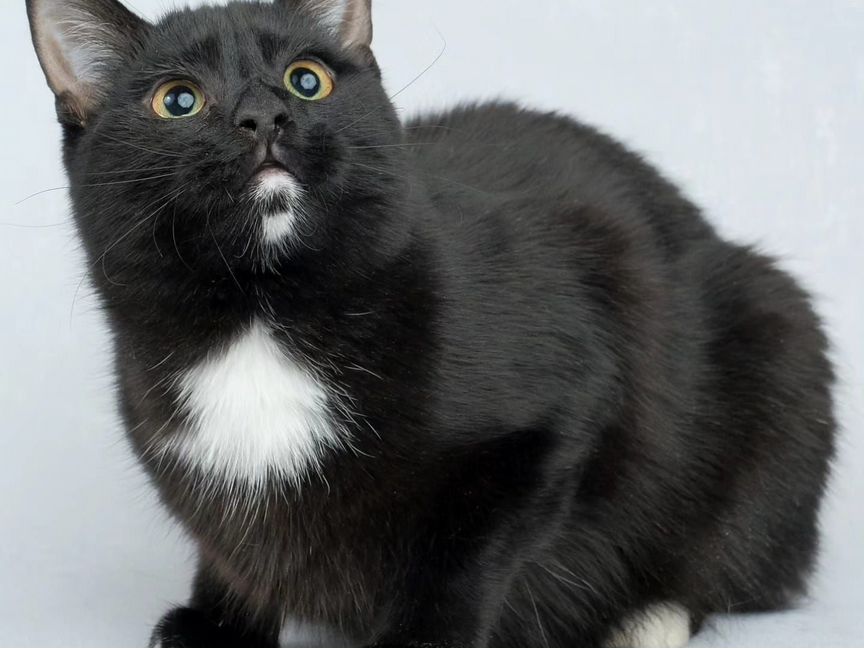 Черный котик из приюта в добрые руки