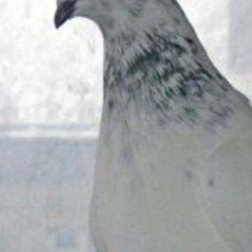 Голуби на выпуск