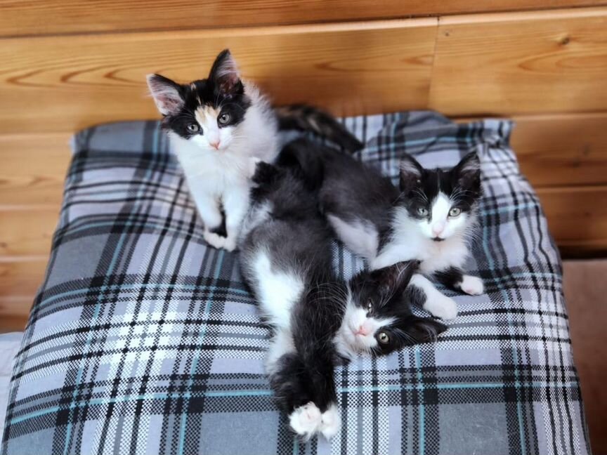 Котята в добрые руки