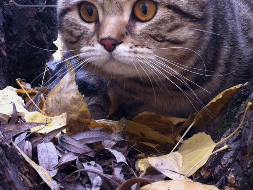 Для кошек