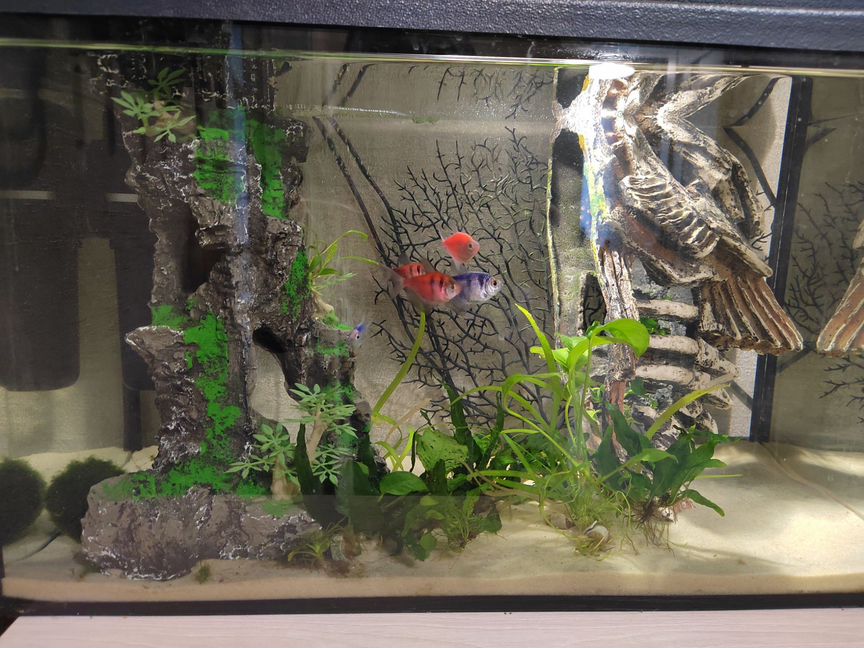 Аквариум с рыбками