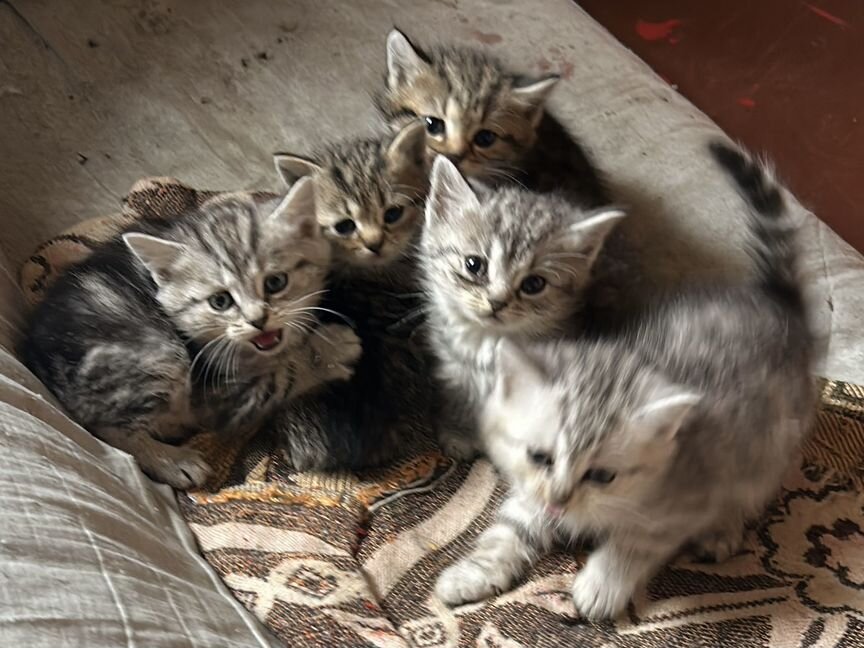 Британские котята