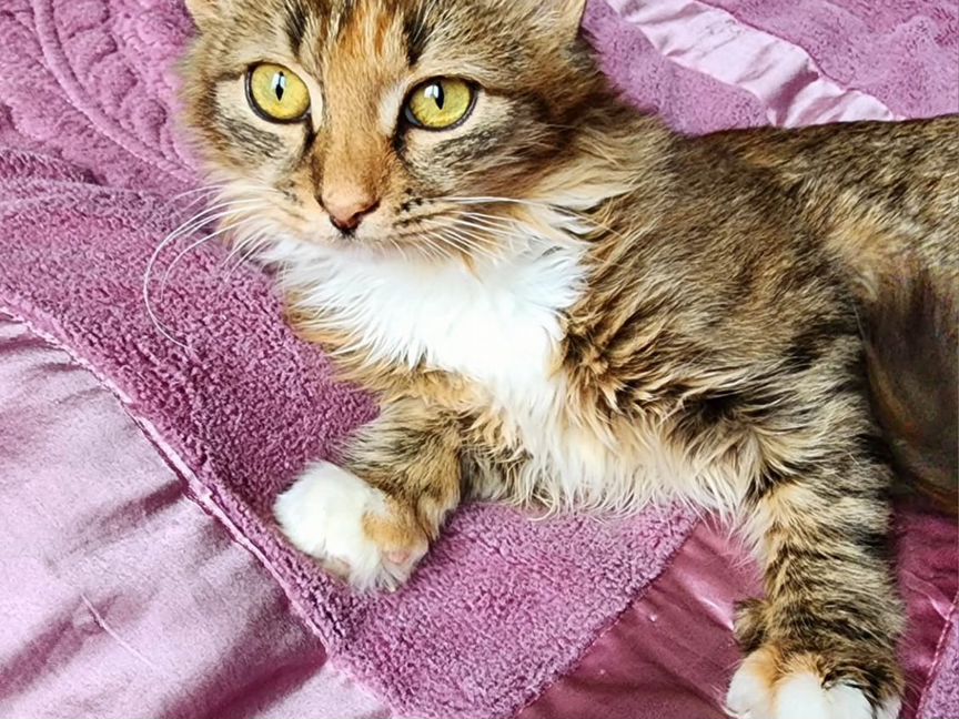 Кошка в дар бесплатно