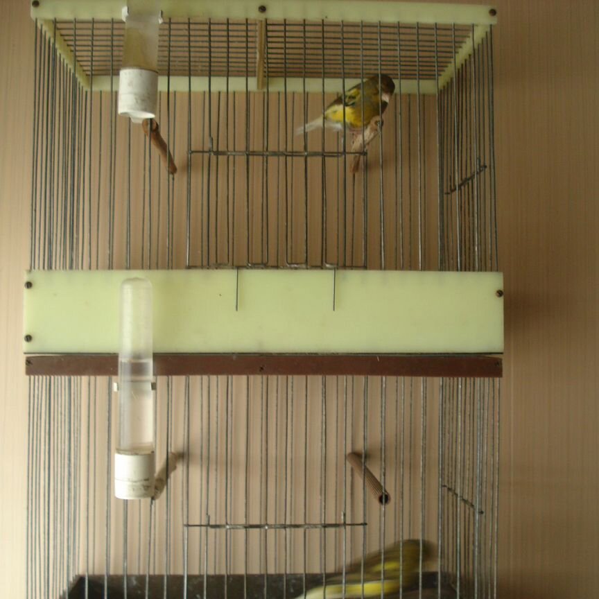 Кенар