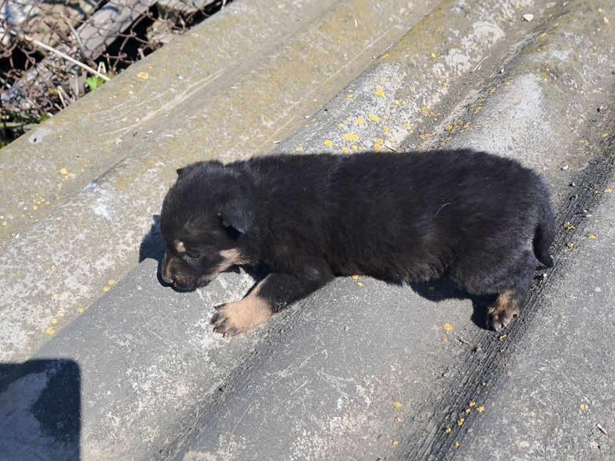 Щенки келпи