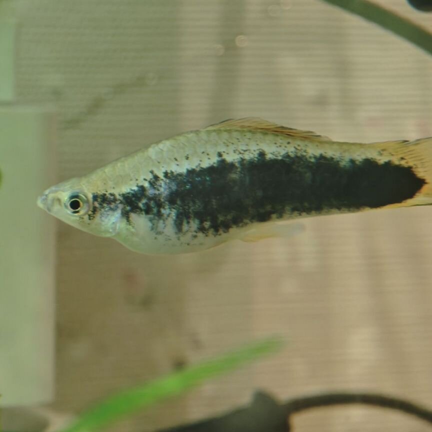 Меченосец черный(самец )