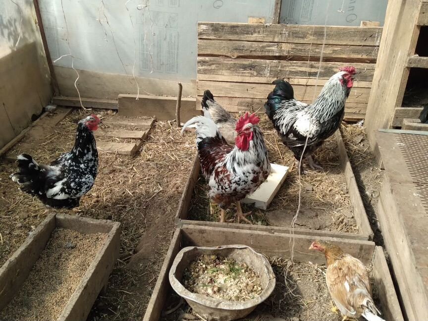 Продаю петухов