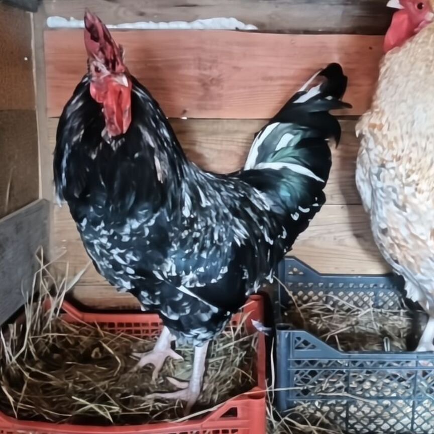 Продам домашних петухов (живые)