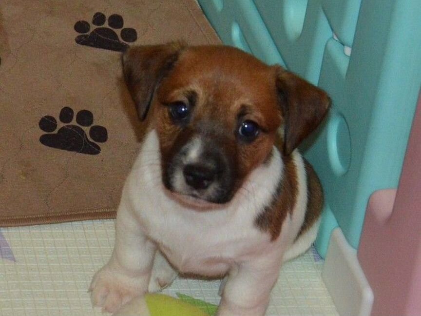 Джек Рассел терьер красивые девочки с документами