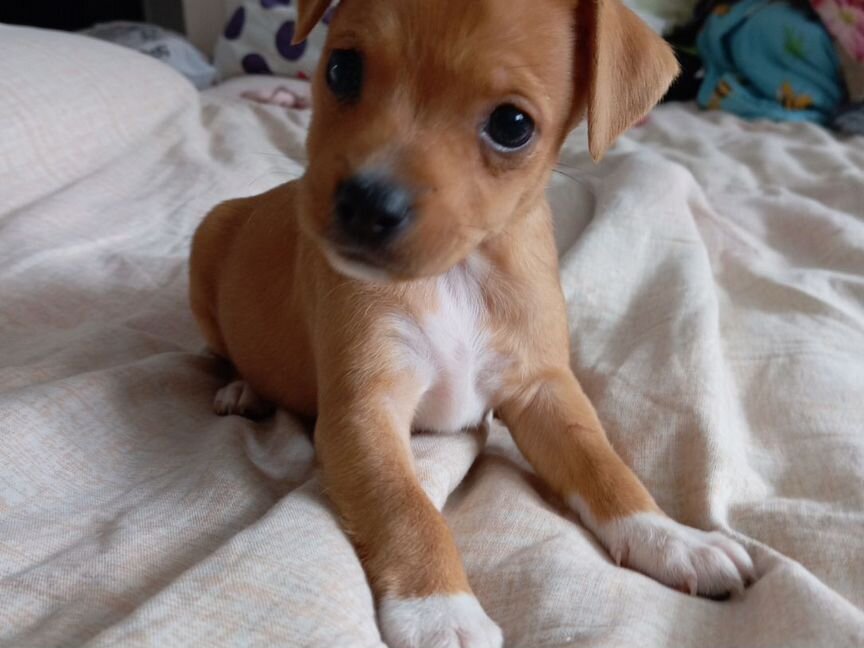 Щенки джек рассел терьер