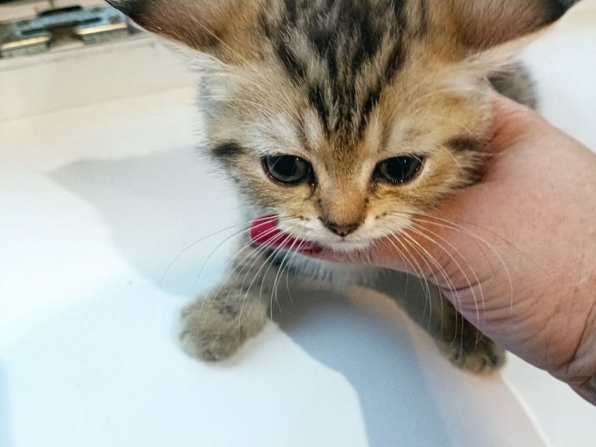 Кошки породистые