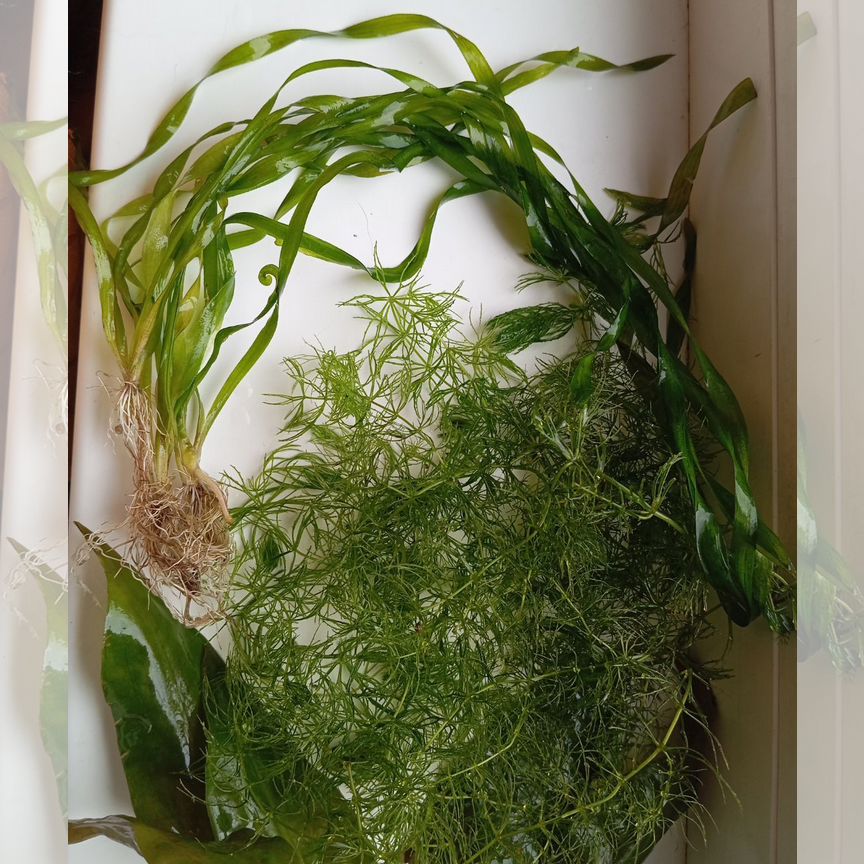 Набор водорослей