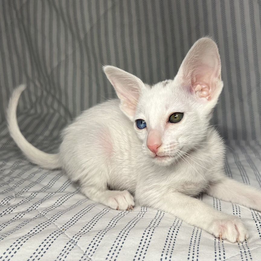 Ориентальный котёнок