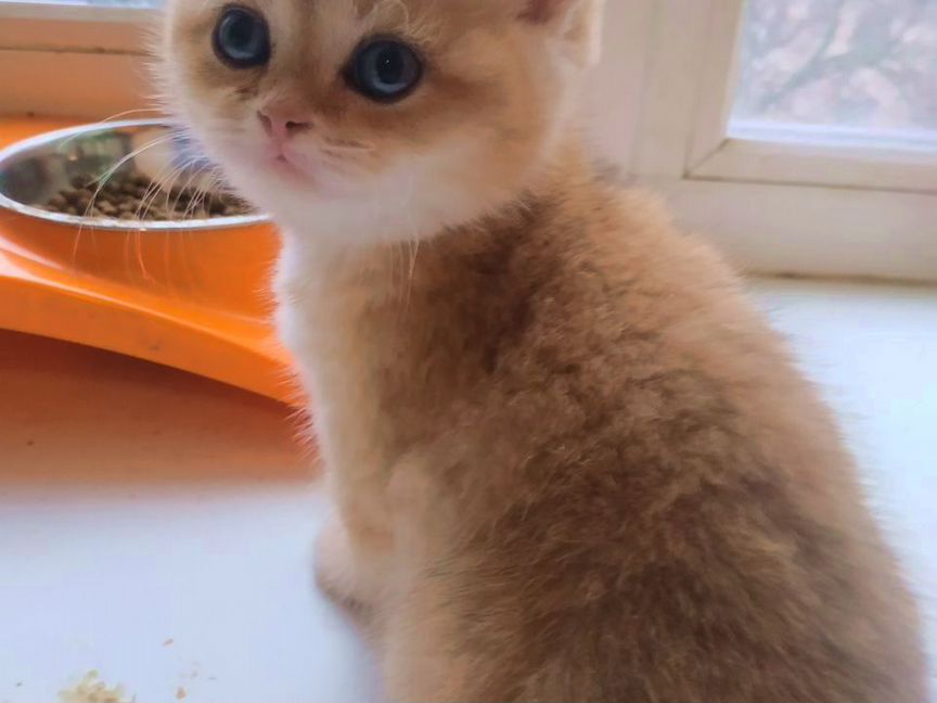 Золотые котятки шиншиллы