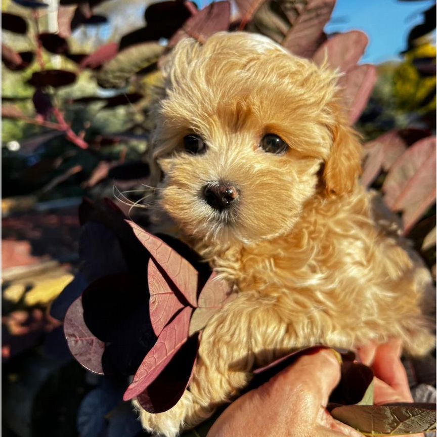 Щенки мальтипу f1 мальчики