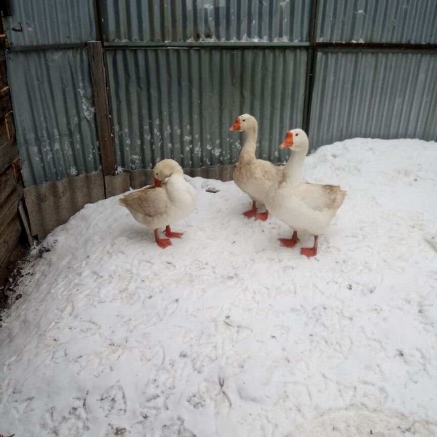 Гуси порода линда