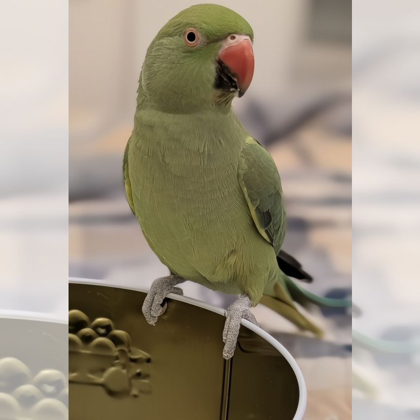 Попугай Ожереловый