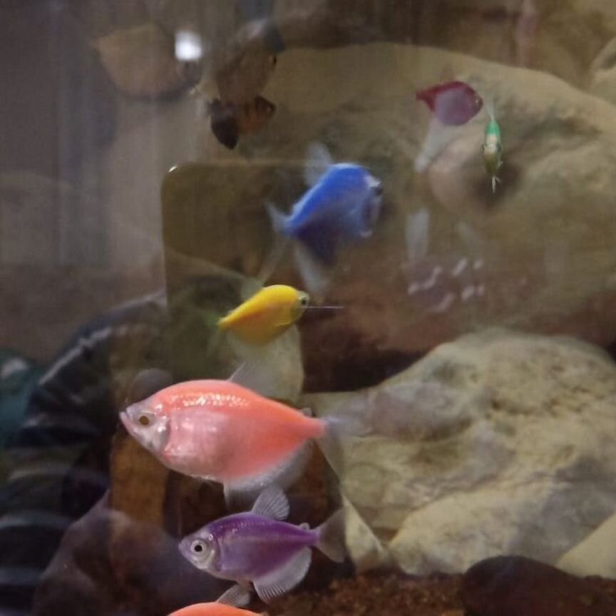 Аквариумные рыбы