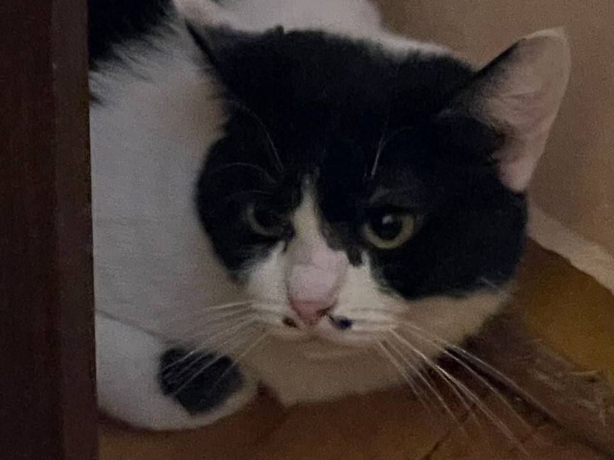 Кот