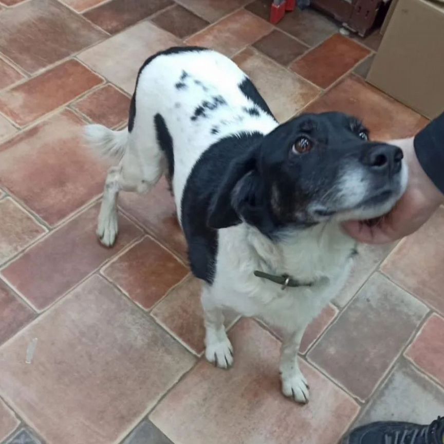 Собачка в добрые руки