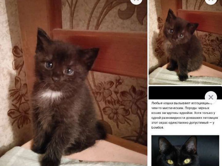 Чёрные пантерки