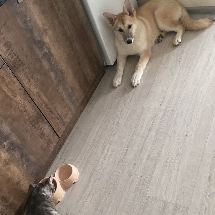 Отдам в добрые руки щенка