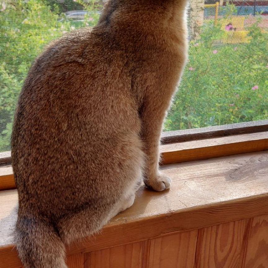 Отдам шотландскую вислоухую кошку