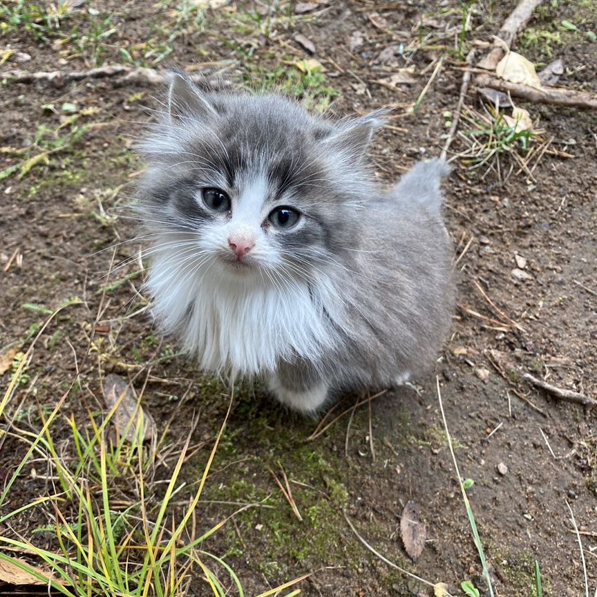 Домашние животные котята