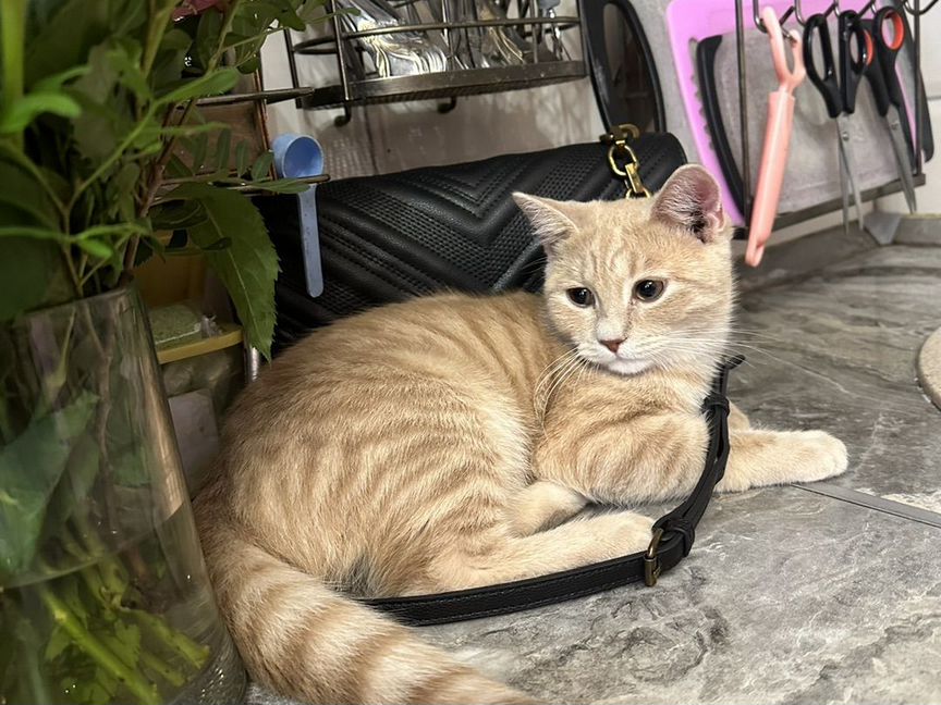 Британский кот