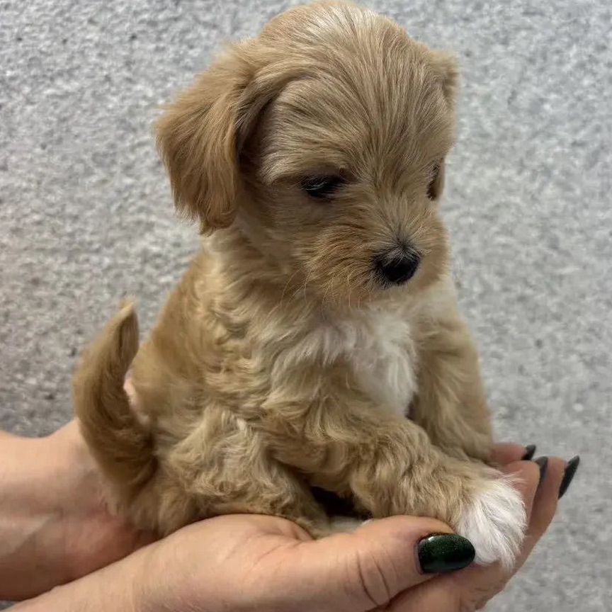 Мальтипу, щенок