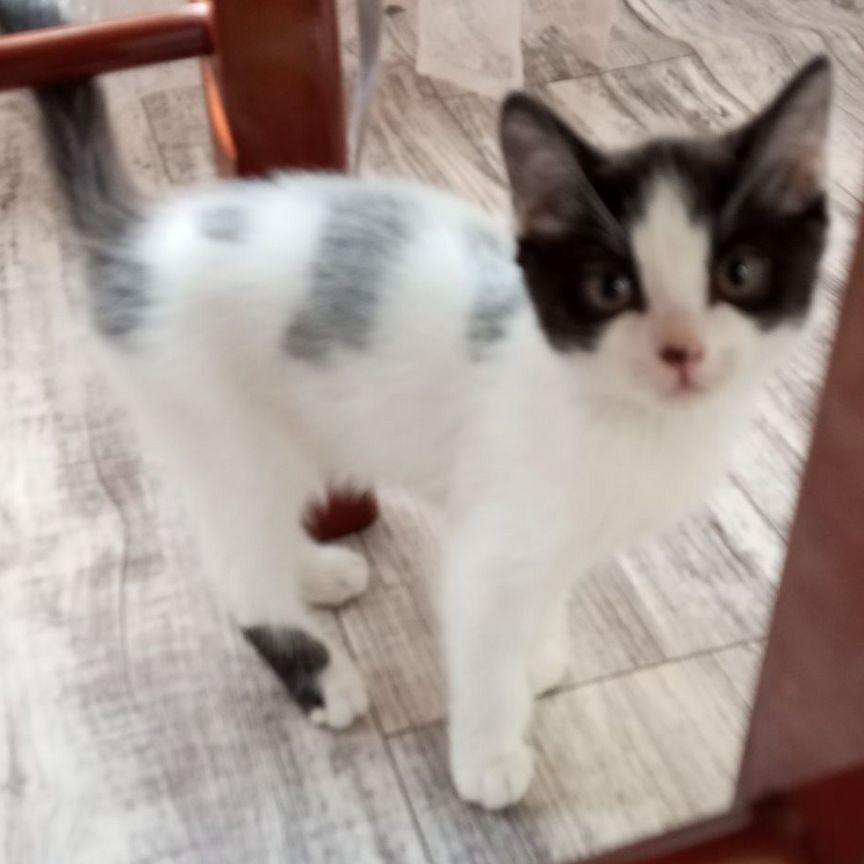 Котёнок в добрые руки