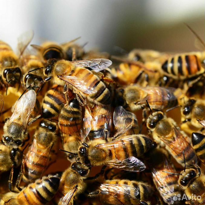 Пчелы карпатка