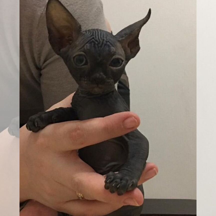 Канадский сфинкс котёнок