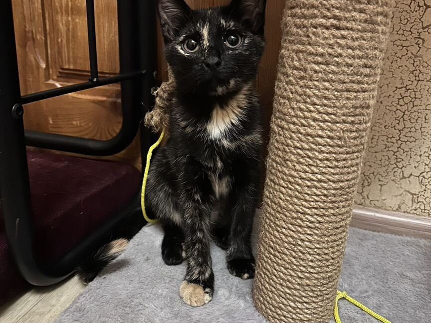 Кошка