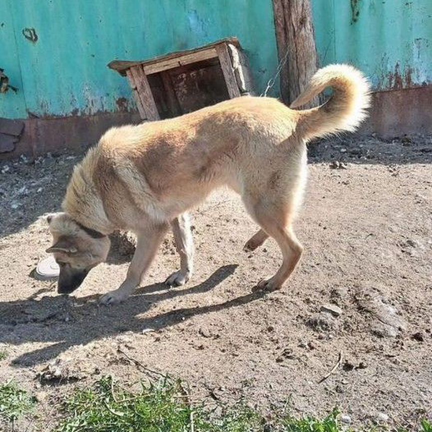 Овчарка-лайка