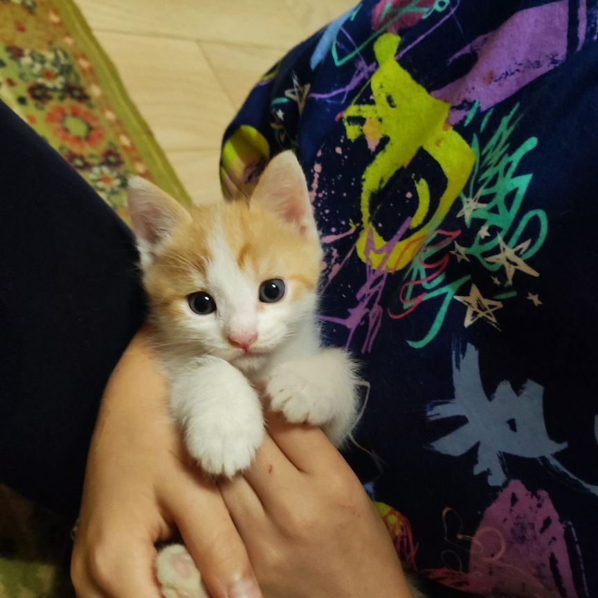 Ласковые котята в добрые руки