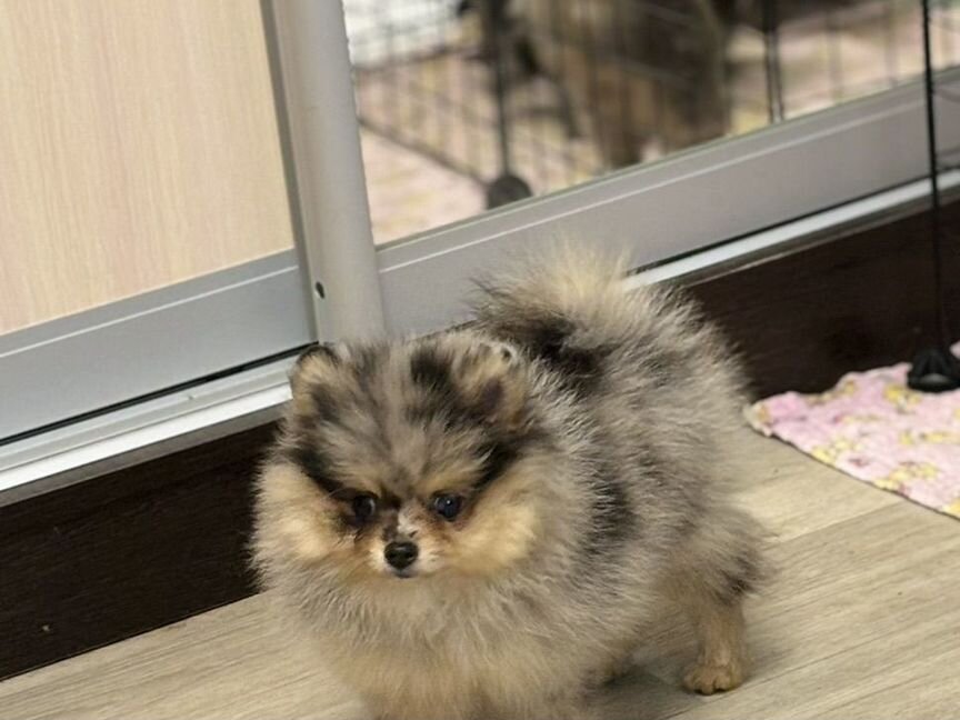 Померанский шпиц девочка