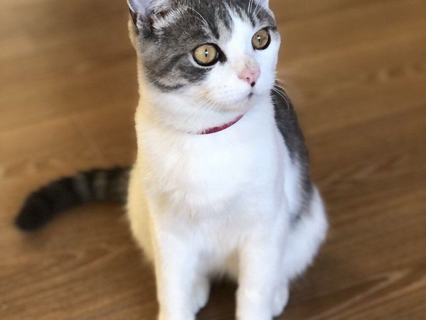 Молодой котик ищет дом