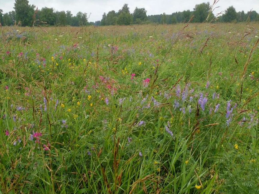 Сено солома 2023