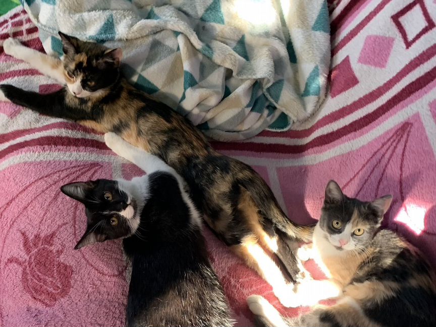 Коты ищут дом, отдадим в добрые руки