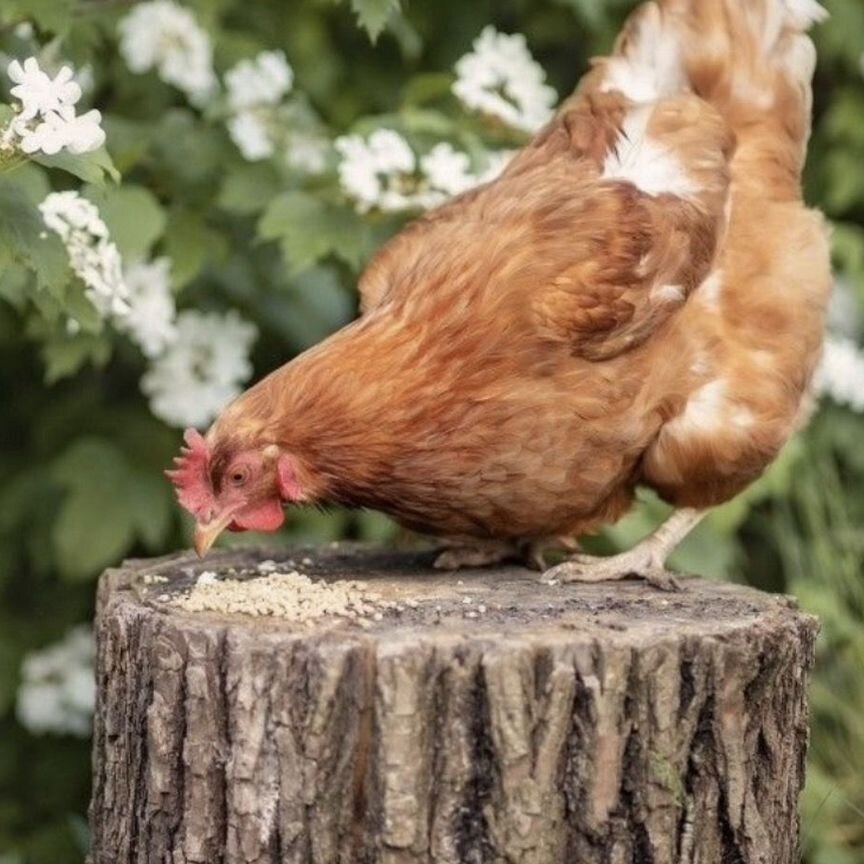 Куры несушки молодки