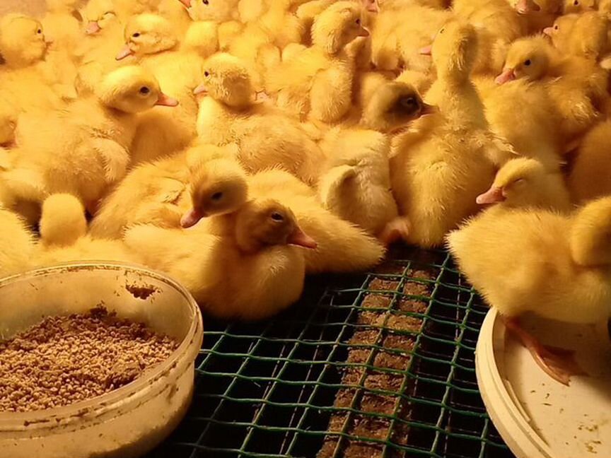 Утята Агидель