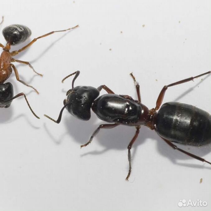 Муравьи Camponotus herculeanus