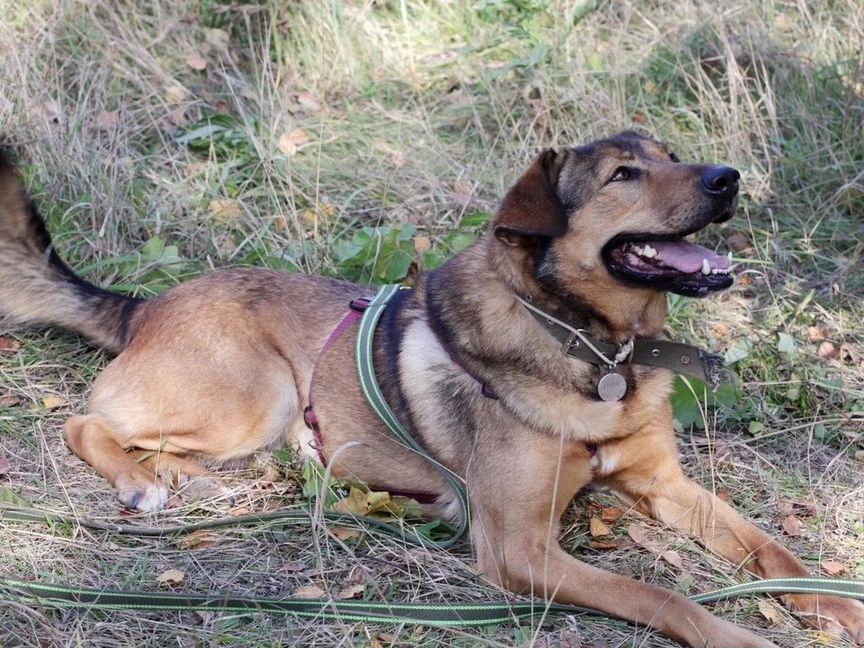 Габби ищет дом